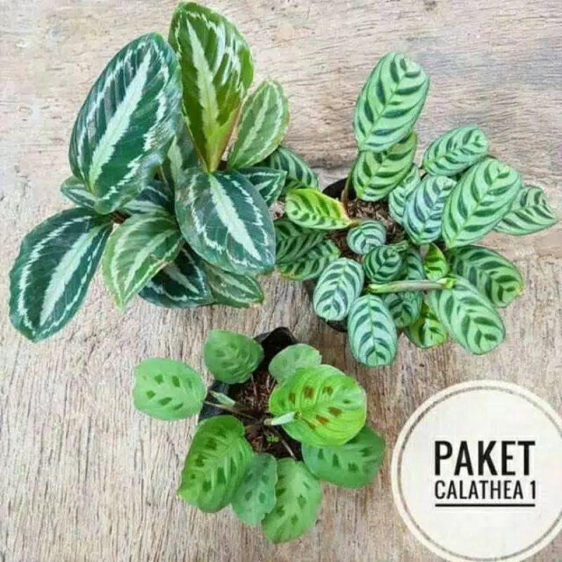 Jual paket 3 jenis calathea planting I ( silver back - levonero - sepat ...