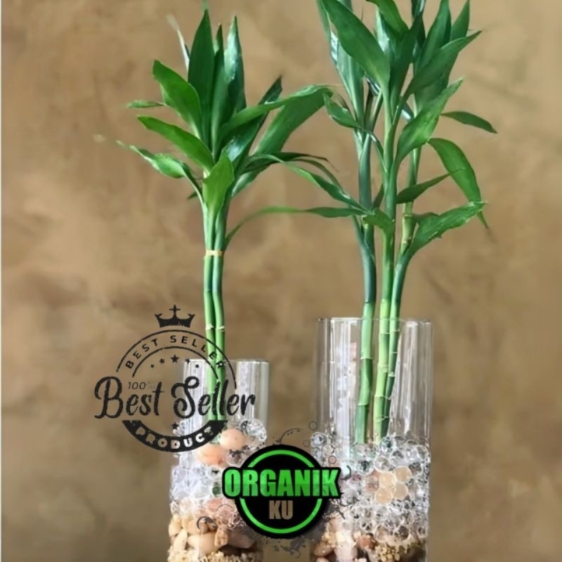 Jual Bambu Hoki Sri rejeki perbatang Tanaman Hias | Shopee Indonesia