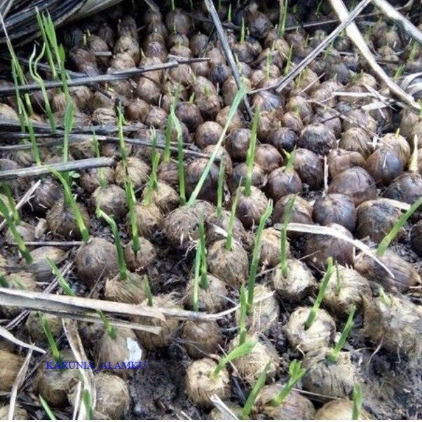 Jual Bibit pohon pinang Batara/ betara taiwan ( KECAMBAH ) | Shopee ...