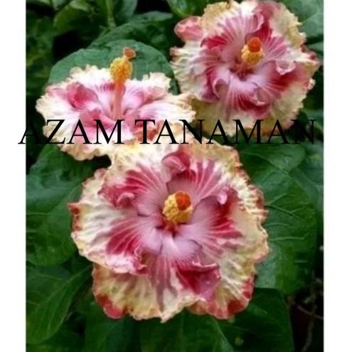 Jual TANAMAN HIAS HIBISCUS PUTIH TUMPUK//BUNGA SEPATU REMAJA | Shopee ...