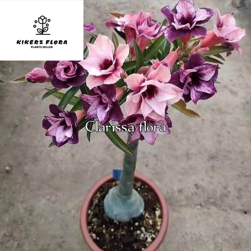 Jual TANAMAN HIAS ADENIUM BUNGA TUMPUK DARK ROSE | Shopee Indonesia