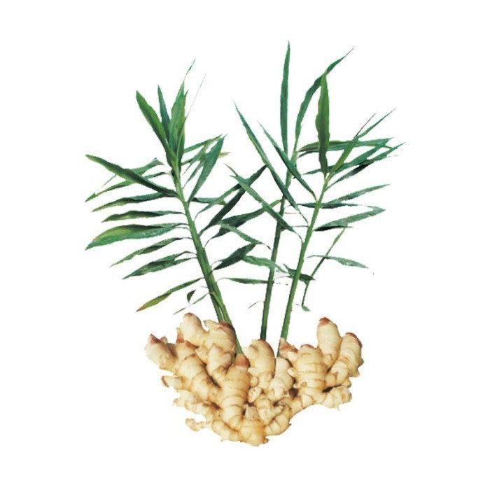 Jual bibit jahe emprit,merah,gajah super tanaman herbal benih - Jahe ...