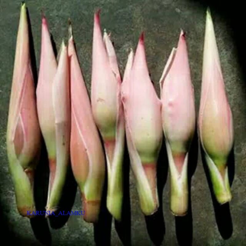 Jual Bunga kuncup kecombrang segar Bunga honje segar per satu buah ...