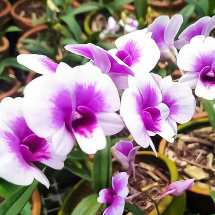 Jual Anggrek Dendrobium Mini Yaya Victoria - Dewasa | Shopee Indonesia