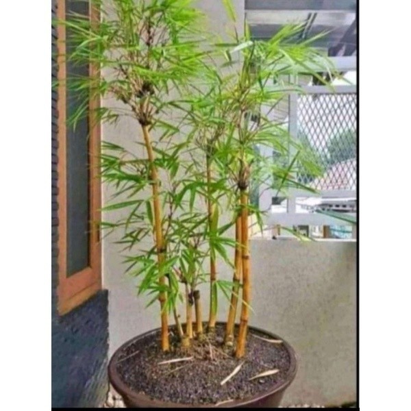 Jual Bibit Bambu Kuning Mini Unggul Tanaman Pot | Shopee Indonesia