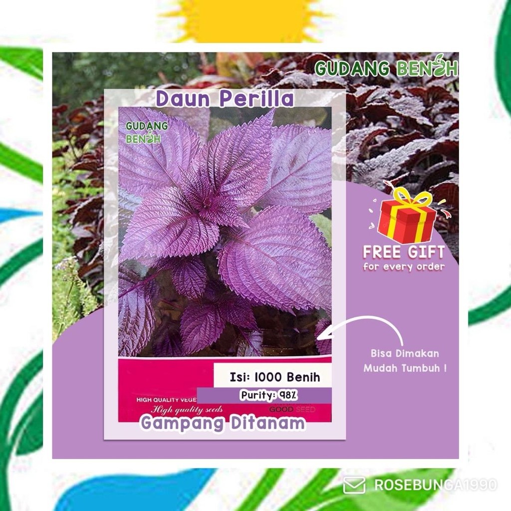 Jual Benih Tanaman Daun Perilla Berkualitas Isi 1000 Benih (kemasan ...