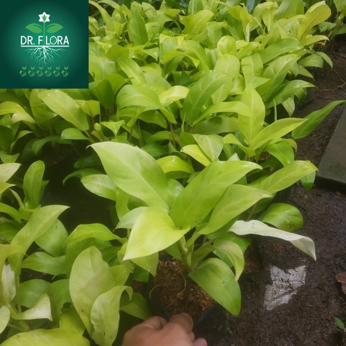 Jual tanaman hias sirih gading centong kuning - philo centong kuning ...