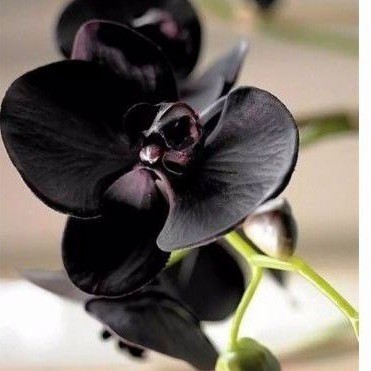 Jual promo - anggrek dendrobium bunga hitam papua | Shopee Indonesia