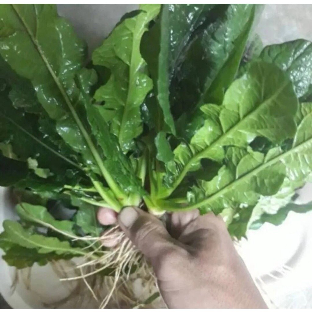 Jual 15 pcs Tanaman Herbal Tapak Liman Daun Tapak Liman Segar dengan ...