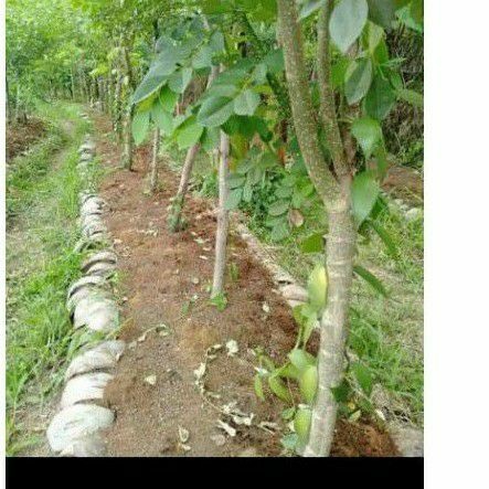 Jual Bibit pohon gamal 1 meter penyangga tanaman rambat vanili atau ...