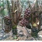 Jual Benih Bibit Salak Pondoh polibag salak manis salak pondoh DN ...