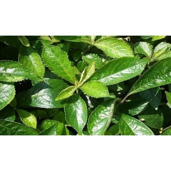 Jual Promo Daun Keji Beling atau Pecah Beling Segar 500 gram | Shopee ...