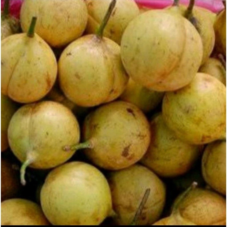 Jual buah pala segar utuh 1kg | Shopee Indonesia
