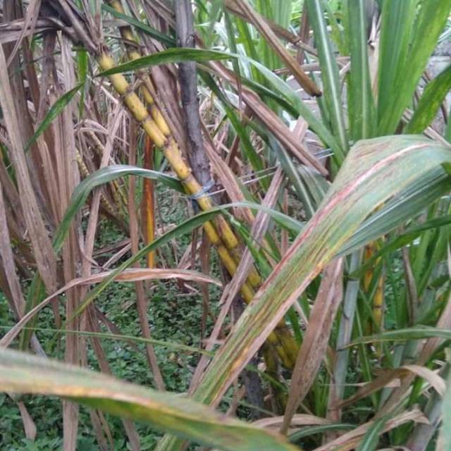 Jual Stek tebu kuning/batang,30 cm. | Shopee Indonesia