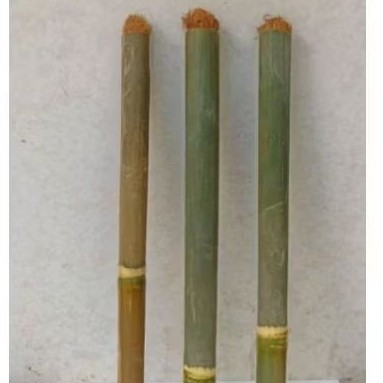 Jual Obor bambu + sumbu siap digunakan obor bambu runcing | Shopee ...