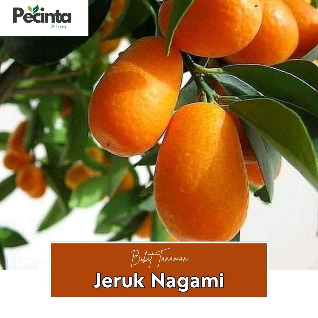 Jual Bibit Jeruk Nagami – Mini Orange, Manis Segar & Unik + FREE PUPUK ...