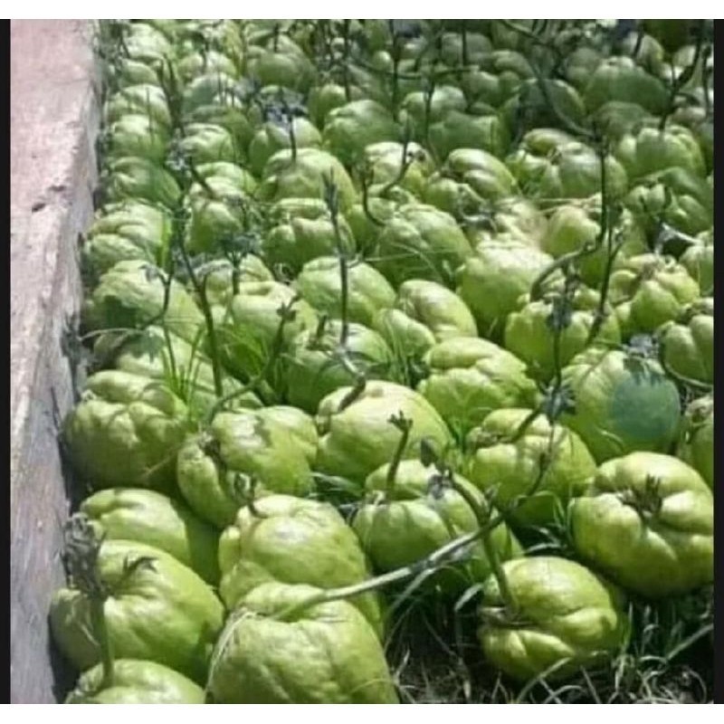 Jual Bibit tanaman labu siam siap tanam NY | Shopee Indonesia