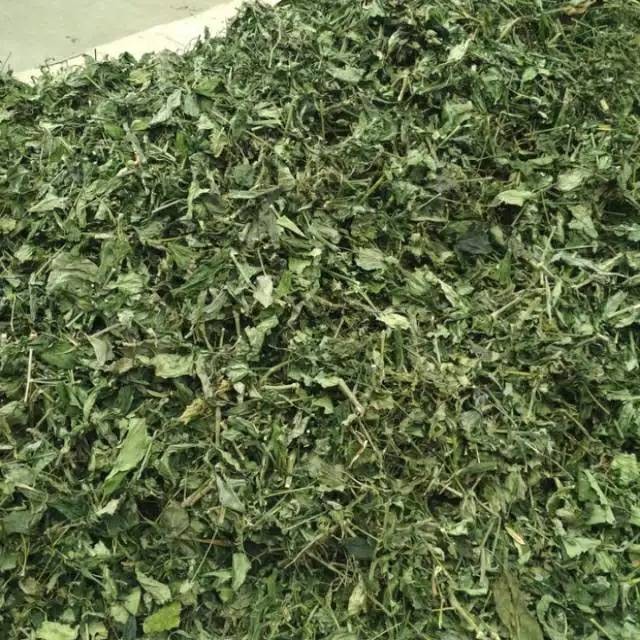Jual daun Sambiloto berat 1 kilo khasiat muliguna | Shopee Indonesia