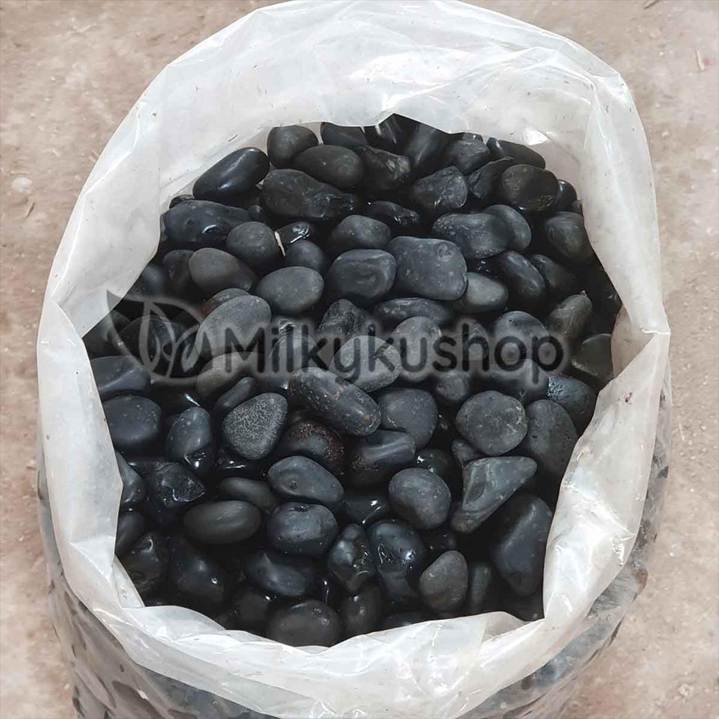 Jual BATU ALOR FLORES KECIL - KORAL HITAM HIAS TAMAN VIA GOSEND GRAB ...