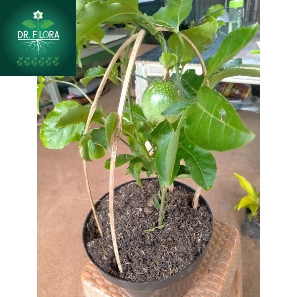 Jual >(PROMO COD) Paket Tanaman Marqisa Sudah Pakai Pot | Shopee Indonesia