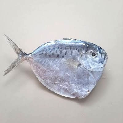 Jual Ikan Semar/Ikan Bagong (1kg) | Shopee Indonesia