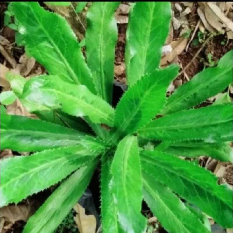 Jual Daun walang sangit plus akar isi 7 pohon Ready stok silahkan di ...