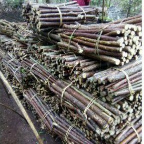 Jual Bibit pohon gamal 100 cm untuk rambat vanili/ lada/kemukus cuting ...