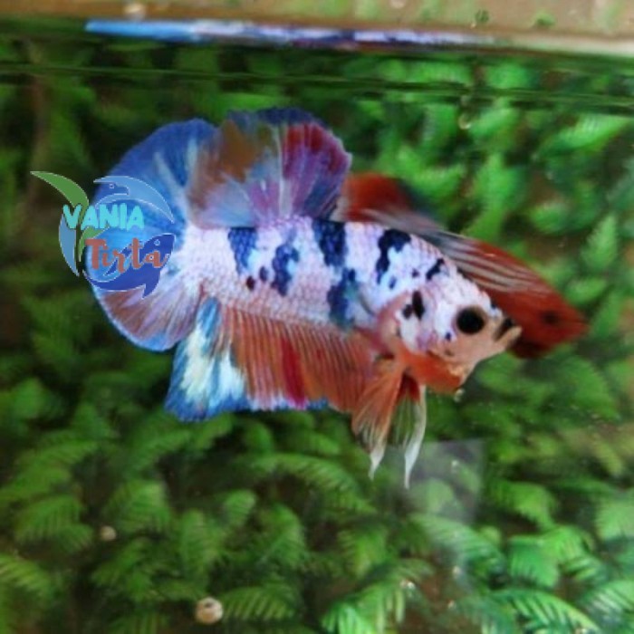 Jual hiyasan aquarium IKAN CUPANG PLAKAT NEMO KOI MULTI INDUKAN ...