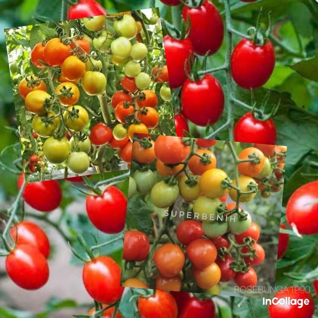 Jual 25 Benih Tomat Chung, tomat rampai biasa untuk sambal | Shopee ...