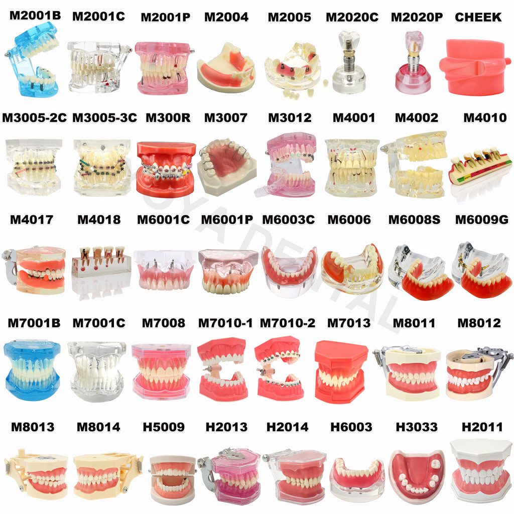 Jual Multiple Types Dental Model Teeth Dental Teaching Models Study ...
