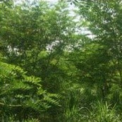 Jual Batang stek Gamal pakan ternak 1.5 meter pohon gamal / bibit pakan ...