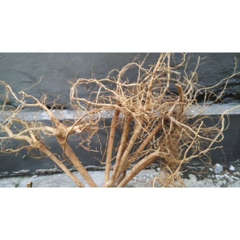 Jual akar kayu senggani/senduduk buat aquascape ukuran jumbo | Shopee ...
