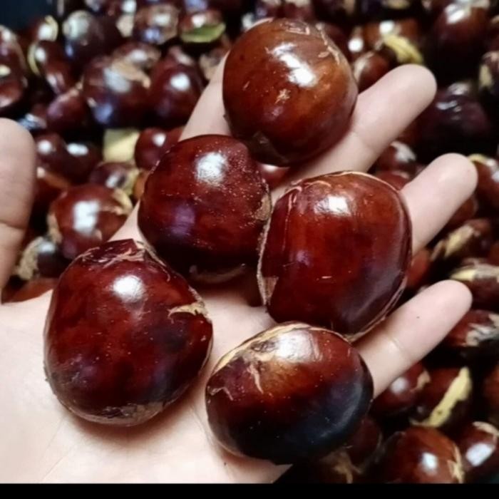 Jual JENGKOL TUA SUPER 1KG | Shopee Indonesia