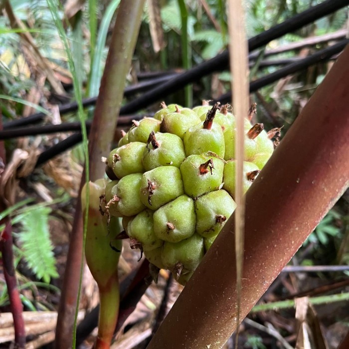 Jual Langka Buah Kecombrang Hutan Honje Laka Warna Hijau | Shopee Indonesia