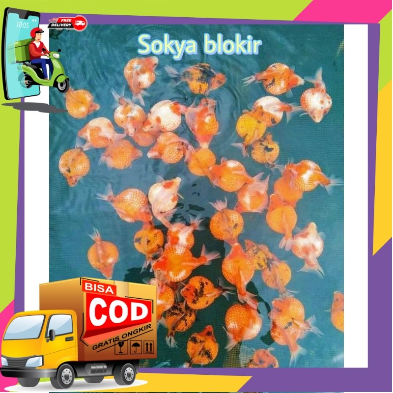 Jual Kebutuhan aquarium ikan MAS KOKI MUTIK( mutiara tikus ) isi 3 ...