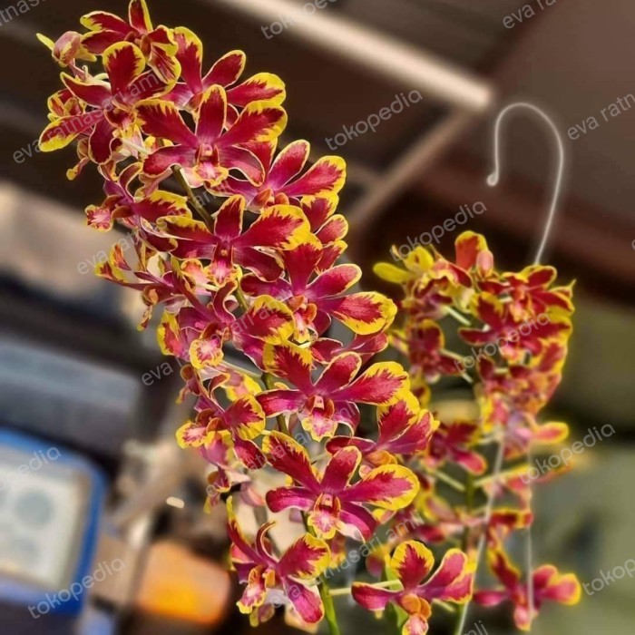 Jual anggrek dendrobium Bangkok splash | Shopee Indonesia
