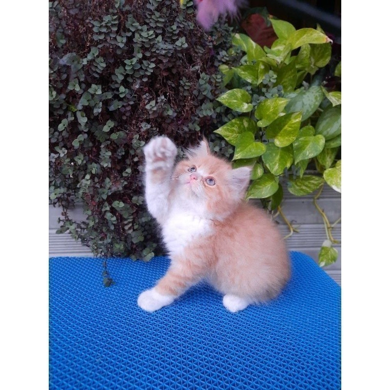Jual KUCING PERSIA/KUCING ANGGORA / KUCING HIMALAYA/ MUNCHKIN / RAGDOLL ...