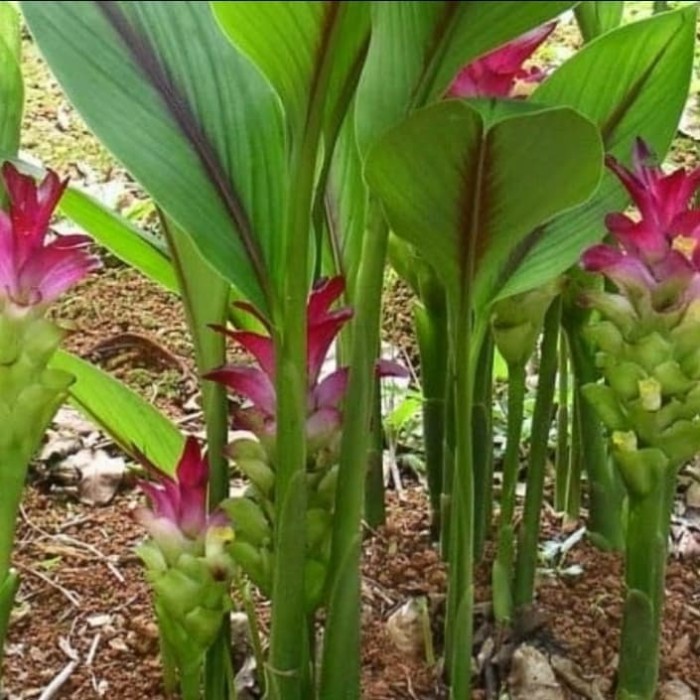 Jual Pohon Temu Putih - Tanama Herbal Bibit Pohon Temu Putih / Curcuma ...