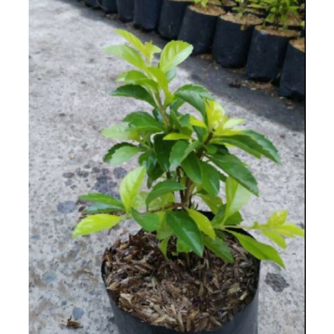 Jual Tanaman Hias Pangkas Kuning - Penitian Kuning (Duranta repens ...