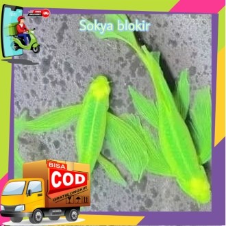 Jual Kebutuhan aquarium Danio Slayer full hulk isi 10 | Shopee Indonesia