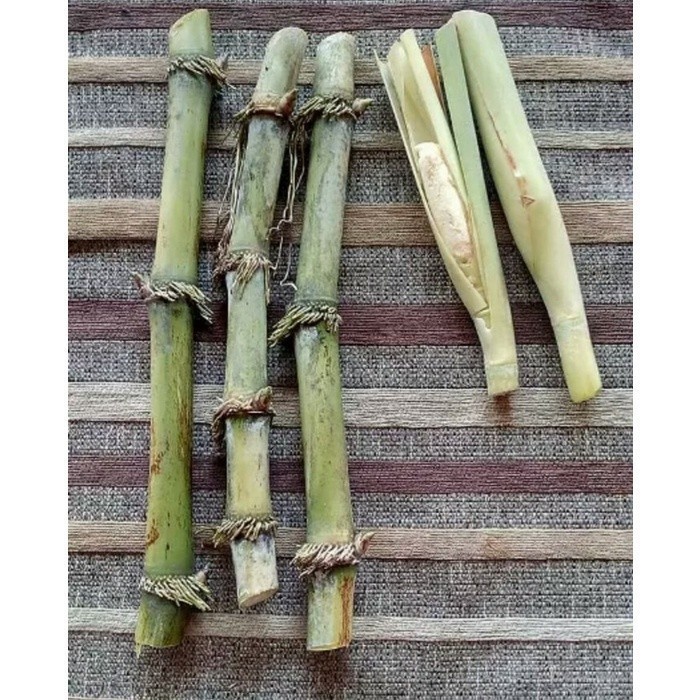 Jual Bibit Stek Turubuk Telur Tebu Endog Tiwu Delowako #terlaris ...