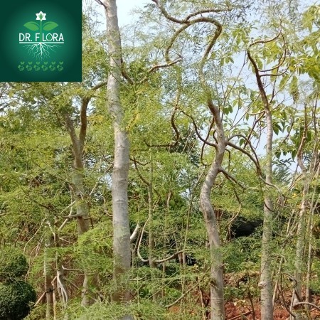 Jual tanaman hias kelor afrika 2 - 3 meter daun rimbun - moringa ...