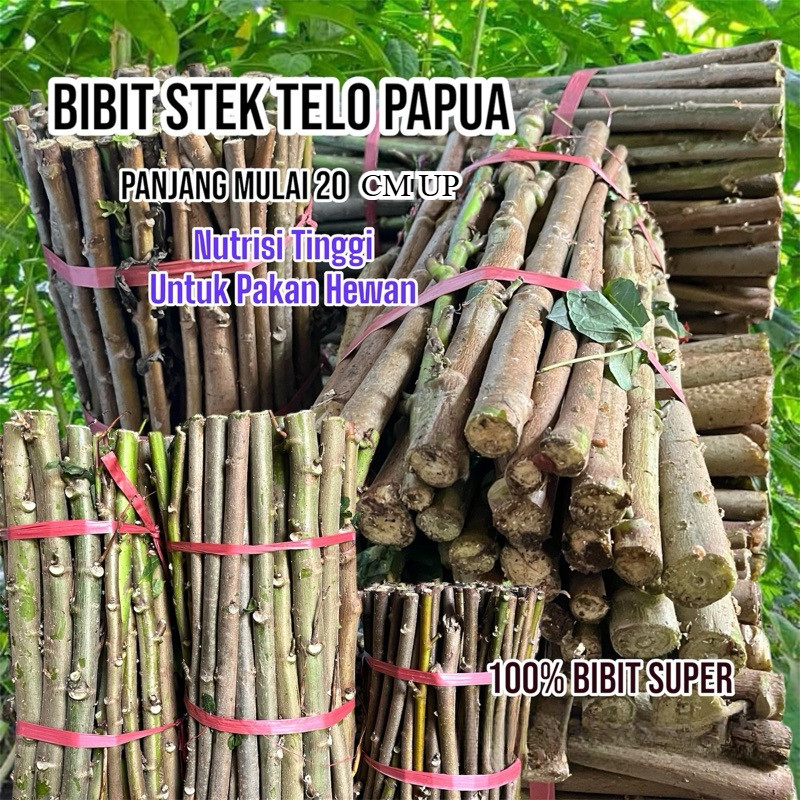 Jual Tanaman Bibit Telo Singkong Papua Asli Unggul Pakan Ternak Panjang 20 cm Up | Shopee Indonesia