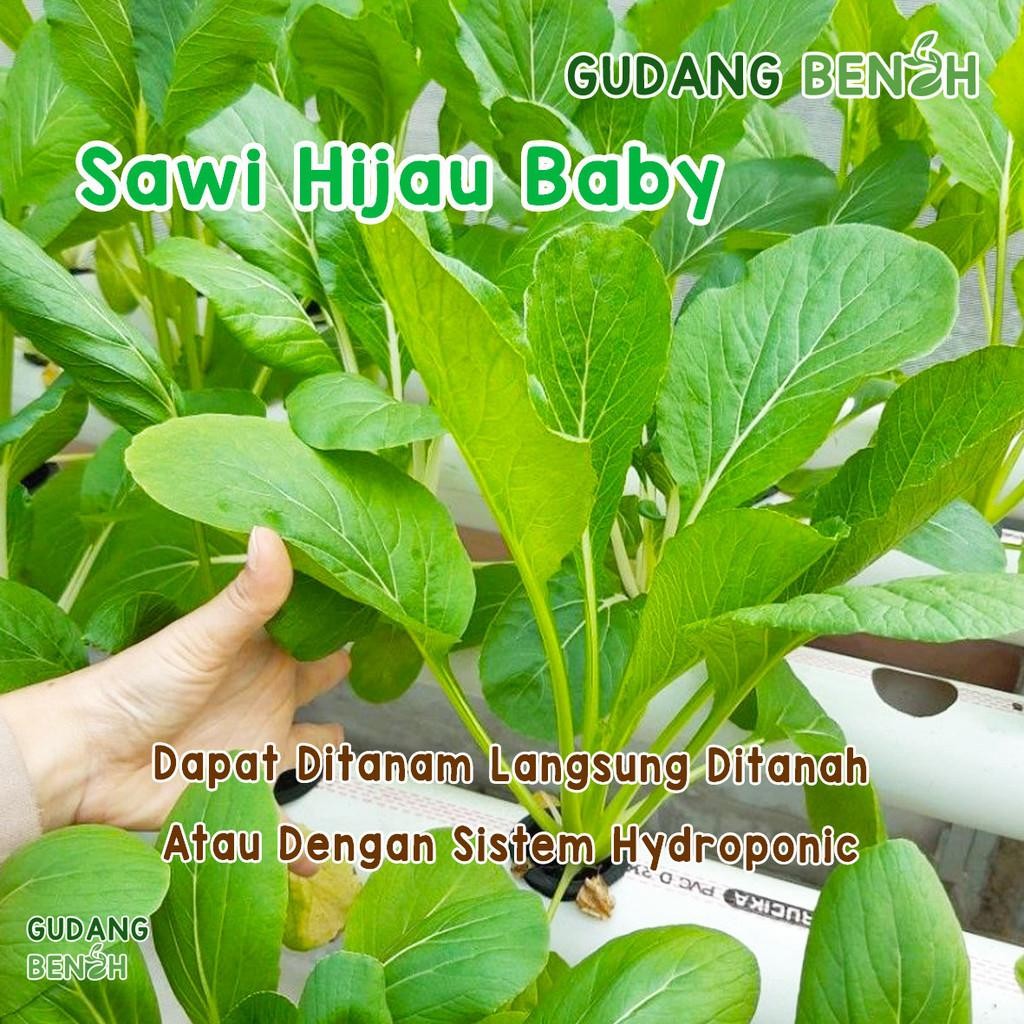 Jual Isi 70 Benih Tanaman Sayuran Sawi Hijau Baby Berkualitas -Kemasan ...