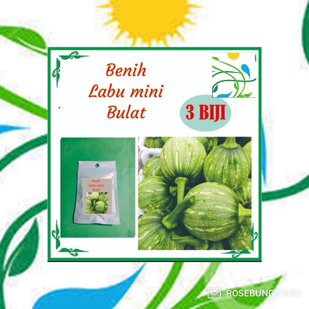 Jual BENIH LABU MINI BULAT ISI 3 BIJI -BENIH MUDAH TUMBUH | Shopee ...