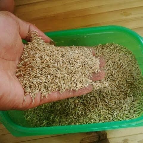 Jual Benih rumput pakan ternak signal grass dcumben 1kg | Shopee Indonesia
