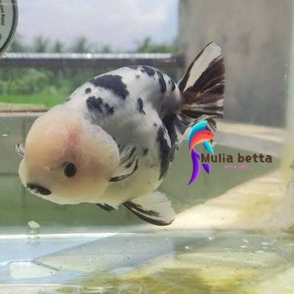 Jual hiasan aquarium Ikan Hias Ranchu Rancu Sapi Ikan Air Tawar ...