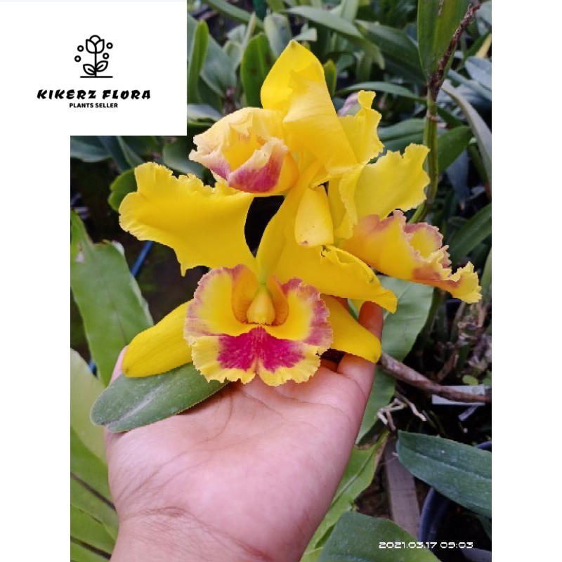 Jual Anggrek Cattleya Hybrid Dewasa Siap Berbunga/Cattleya bunga besar ...