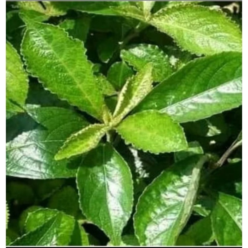 Jual Daun keji beling /daun pecah beling untuk 1kg | Shopee Indonesia