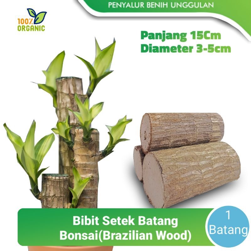 Jual Stek Batang Tanaman Hanjuang Bahan Bonsai - Hanjuang Hijau Stek ...